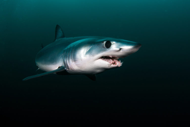 Sharks In Canada