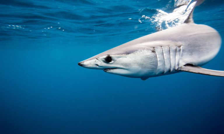 Sharks In Canada
