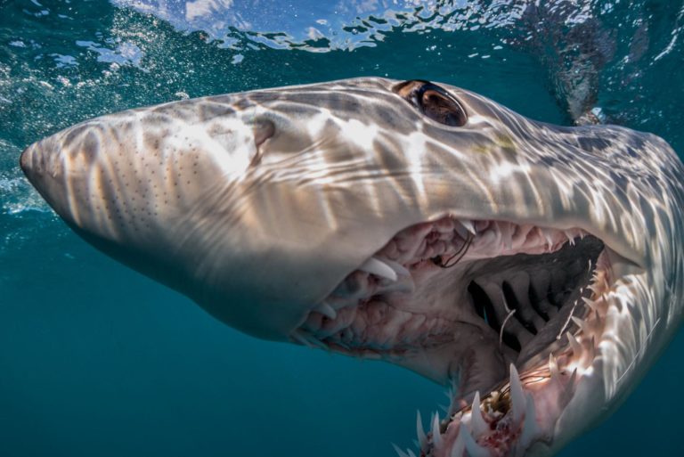 Sharks In Canada